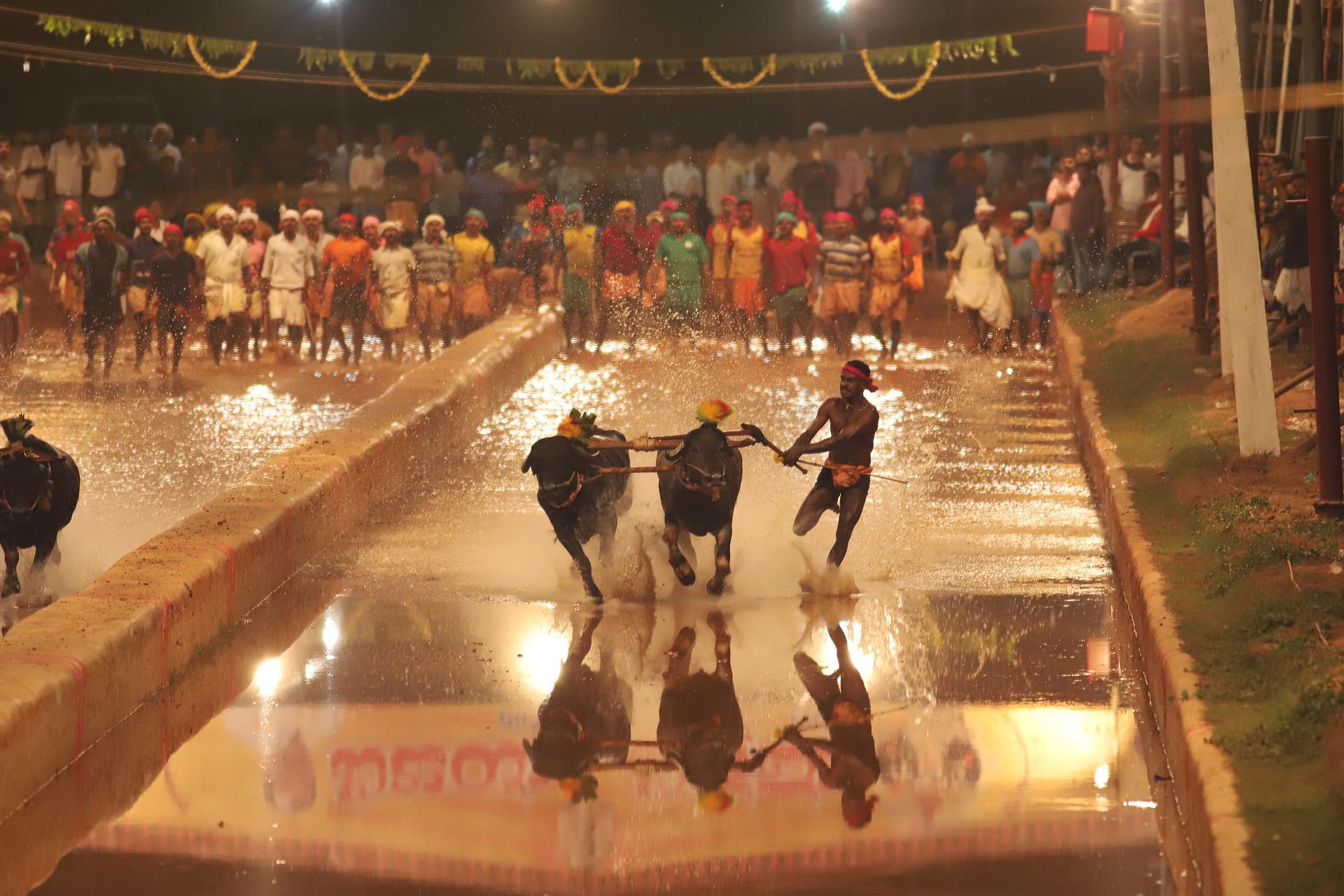 Kambala - Life of Tulunadu